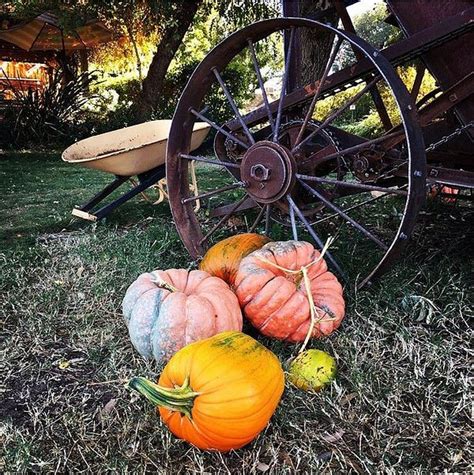 Monkey Face Chico Ca Address Tripadvisor