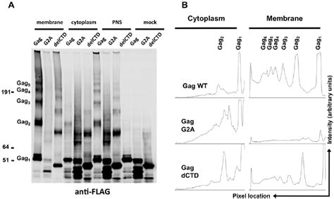 Multimerization Of Gag G2a Gag Gag Delctd In Plasma Membrane And