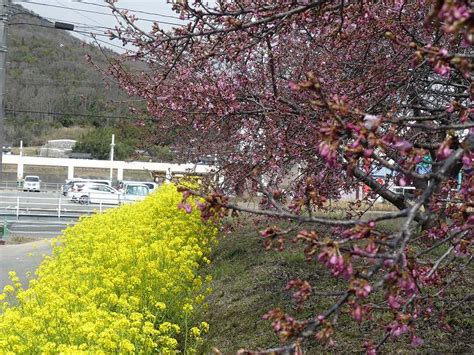 JA矢掛直売所のカワズザクラを見に行く 2024 3 8 岡山県小田郡矢掛町