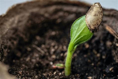 The 7 Cucumber Plant Stages Minneopa Orchards