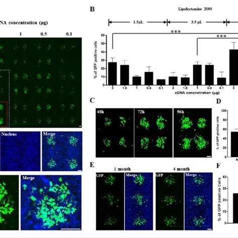 reverse transfection optimization by quantitative combination of cdna