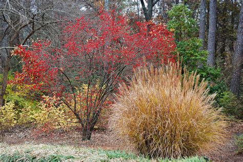 Ornamental Grasses An Overview With John Greenlee Joe Gardener®