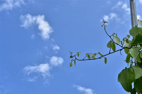 부시 포도 또는 세 잎 야생 포도 케이라티아 리아나 아이비 식물 부시 푸른 하늘과 흰색 구름과 자연 프레임 정글 국경 배경으로
