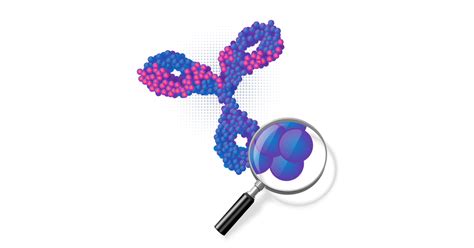 Antibody Sequencing And Characterization Quantum Si