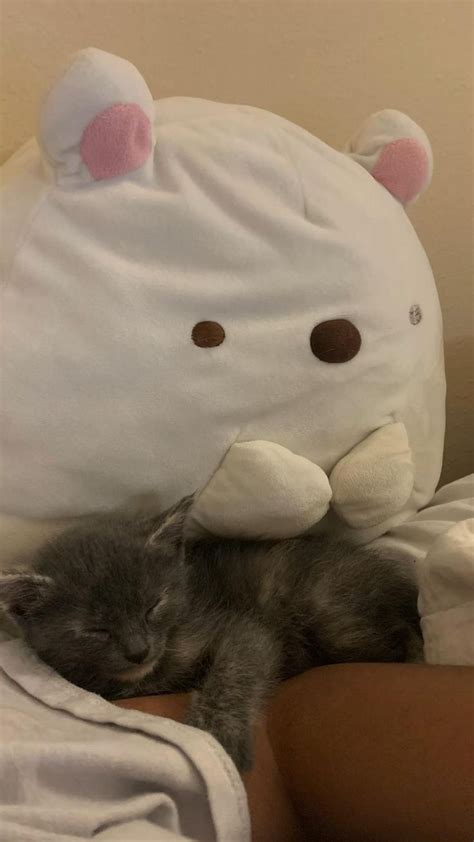 El Gato Cat Memes Cat Breeds Cats