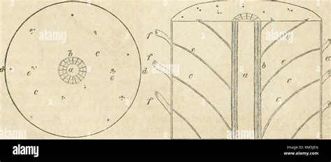 Ramification Dichotomique Banque De Photographies Et Dimages à Haute