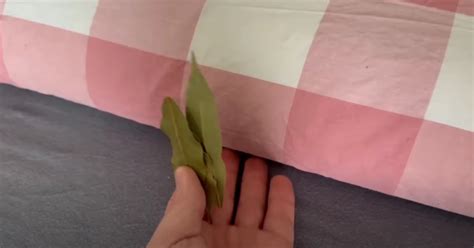 Derfor Bør Du Sove Med Et Laurbærblad Under Puten