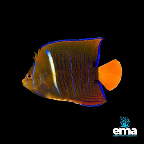 Passer Angelfish Adult Easternmarine Aquariums