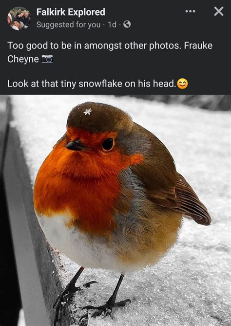 Snowflake Borb R Borbs
