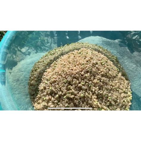 關山米伴手禮 普羅米 Pro Rice 新米 發財米1斤裝 小農自產自銷 蝦皮購物