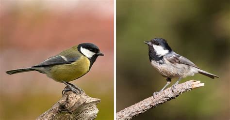 Great Tit Vs Coal Tit 11 Key Differences Explained Bird Nature