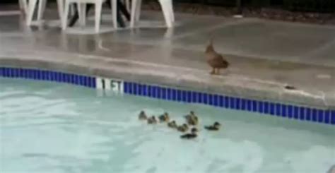 Man Rescues Adorable Ducklings