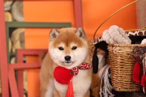 柴犬市场价格混乱的原因 哔哩哔哩