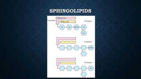 Lipids Biomolecule Importance Of Lipids Pptx
