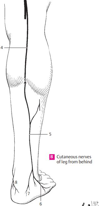 Nervus Cutaneus Diagram Quizlet