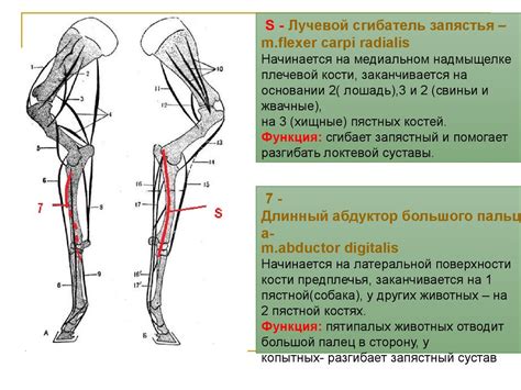 Анатомия И Физиология Животных.Rar - epicinstruction