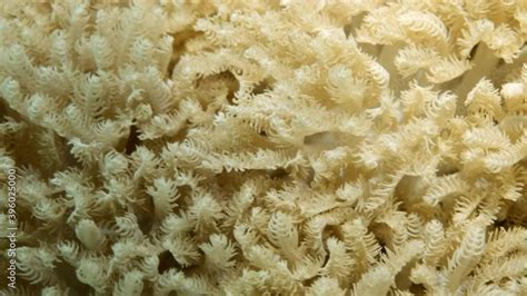 Details Of The Soft Coral Polips Extreme Close Up Of The Soft Coral Polips On The Reef Natural