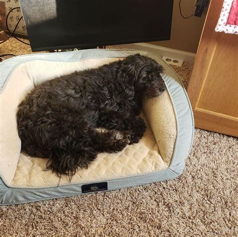 Izzy Bee And Izzy Bee And Daddy Take Over The World