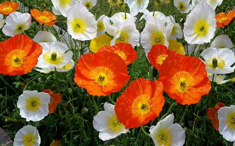Flor De Amapola ¿dónde Crece Características Uso Y Más