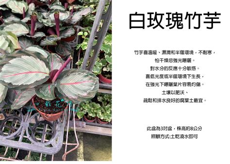 心栽花坊 銀玫瑰竹芋 銀葉孔雀竹芋 期間限定 白寶石竹芋 3吋 觀葉植物 室內植物 淨化空氣 售價150特價120 家具及居家用品 園藝