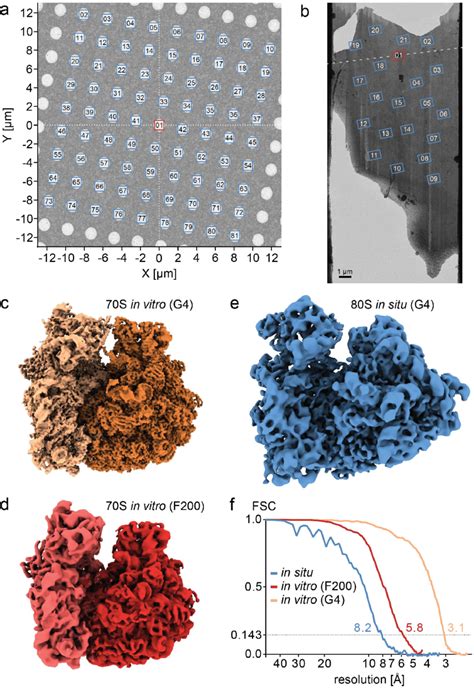 Pace Tomo Datasets Yield High Resolution Subtomogram Averages A