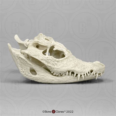 Dwarf Crocodile Skull Bone Clones Osteological Reproductions