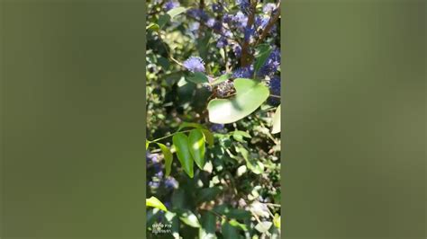 කෑලේ තියන ලස්සන මල් Youtube