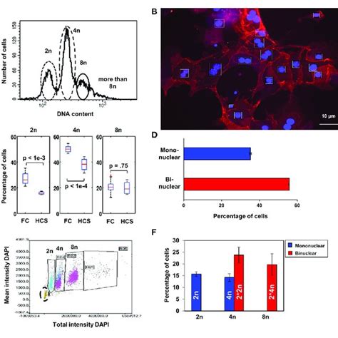 Diploid And Polyploid Nuclei Are Equally Distributed In Hepatocytes