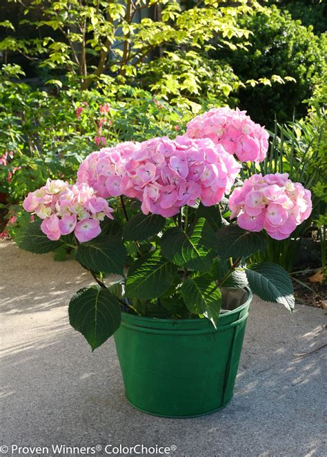 Lets Dance Big Easy® Reblooming Hydrangea Hydrangea Macrophylla