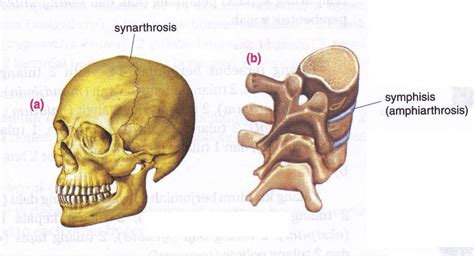 The Structure Of Joint And Various Types Of Joints Shape In Human