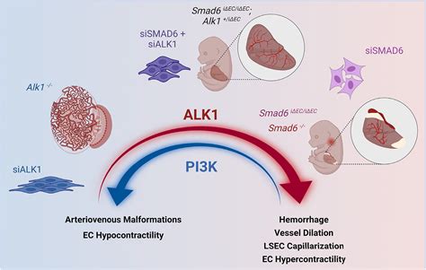 Endothelial Cell Smad6 Balances Alk1 Function To Regulate Adherens Junctions And Hepatic