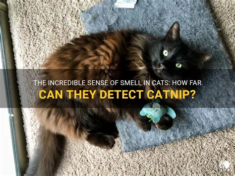 The Incredible Sense Of Smell In Cats How Far Can They Detect Catnip