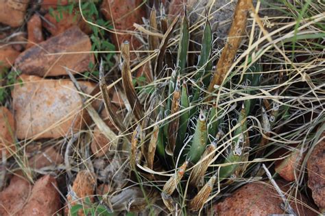 Dreams Of Turtle Island The Monsoon Grassland I