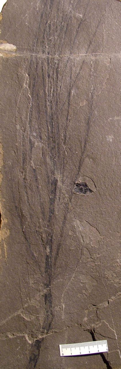 Fossil Plants Landscapes Of Orkney