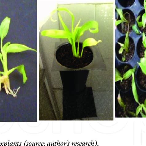 Fully Grown Ginger Explants Via Micropropagation Source Authors