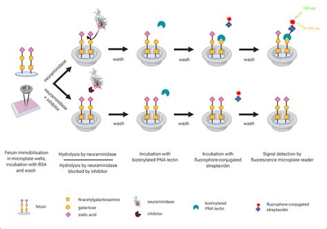 schematic workflow of the lectin based assay for neuraminidase activity