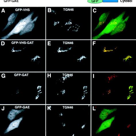 Intracellular Localization Of Gfp Fusion Proteins Containing Different
