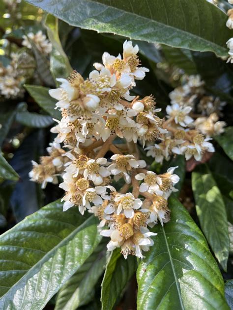 Eriobotrya Japonica ‘rose Anne Pan Global Plants