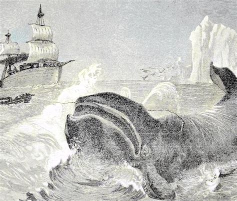 Whale Evolution Isnt Completely Understood — But Genes Reveal Part Of