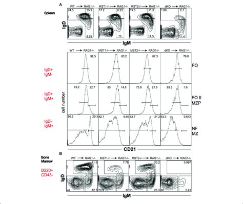 Mst1 And Mst2 Are Important For Normal B Cell Development In A Cell