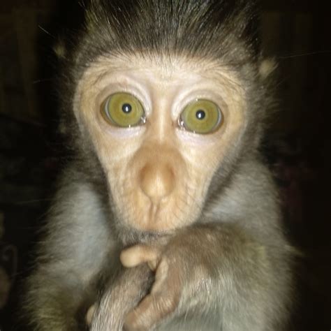 Home Monkey Behavior Youtube