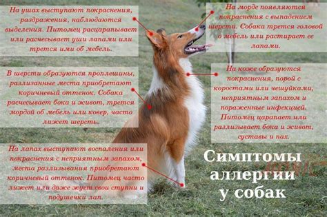 Дерматит у собак: причины, симптомы, лечение и профилактика