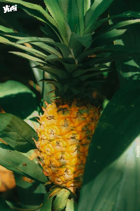 ¿cómo Sembrar Una Piña En Una Maceta De Tu Casa Fruits Photos Fruit