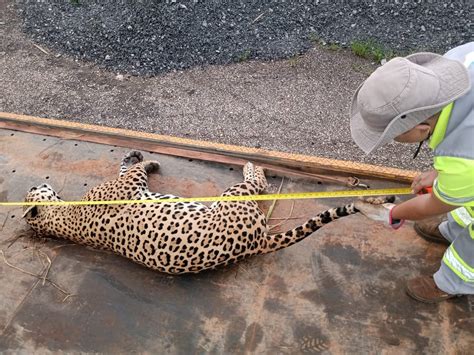 Onça Pintada é Encontrada Morta Depois De Ser Atropelada Na Br 163 Em