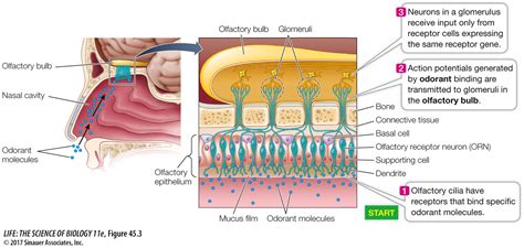 Olfactory Neurons A Transient Population Of Neurons Pioneers The