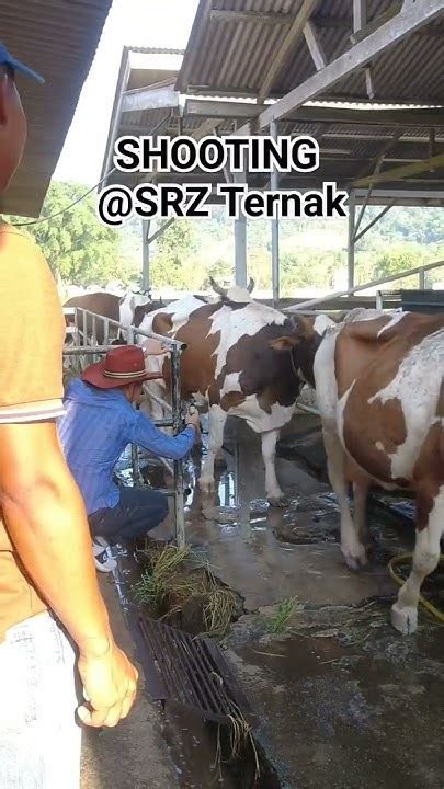 Shooting Kat Ladang Srz Ternak Jeram Mengaji Pasir Puteh Kelantan