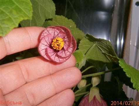 Абутилон, Просфорник (Abutilon) - Page 26 - Форум HobbyKafe.com