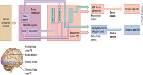 Psyc 375 Tectopulvinar System Occuptial Lobe Visual Streams