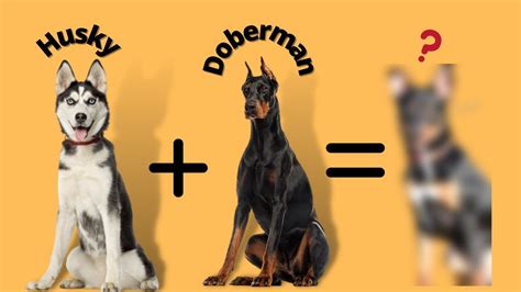 Doberman Husky Mix