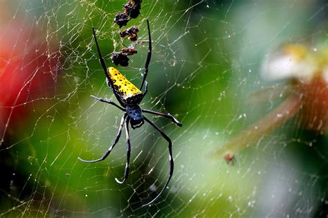 Gallery Of Giant Spiders